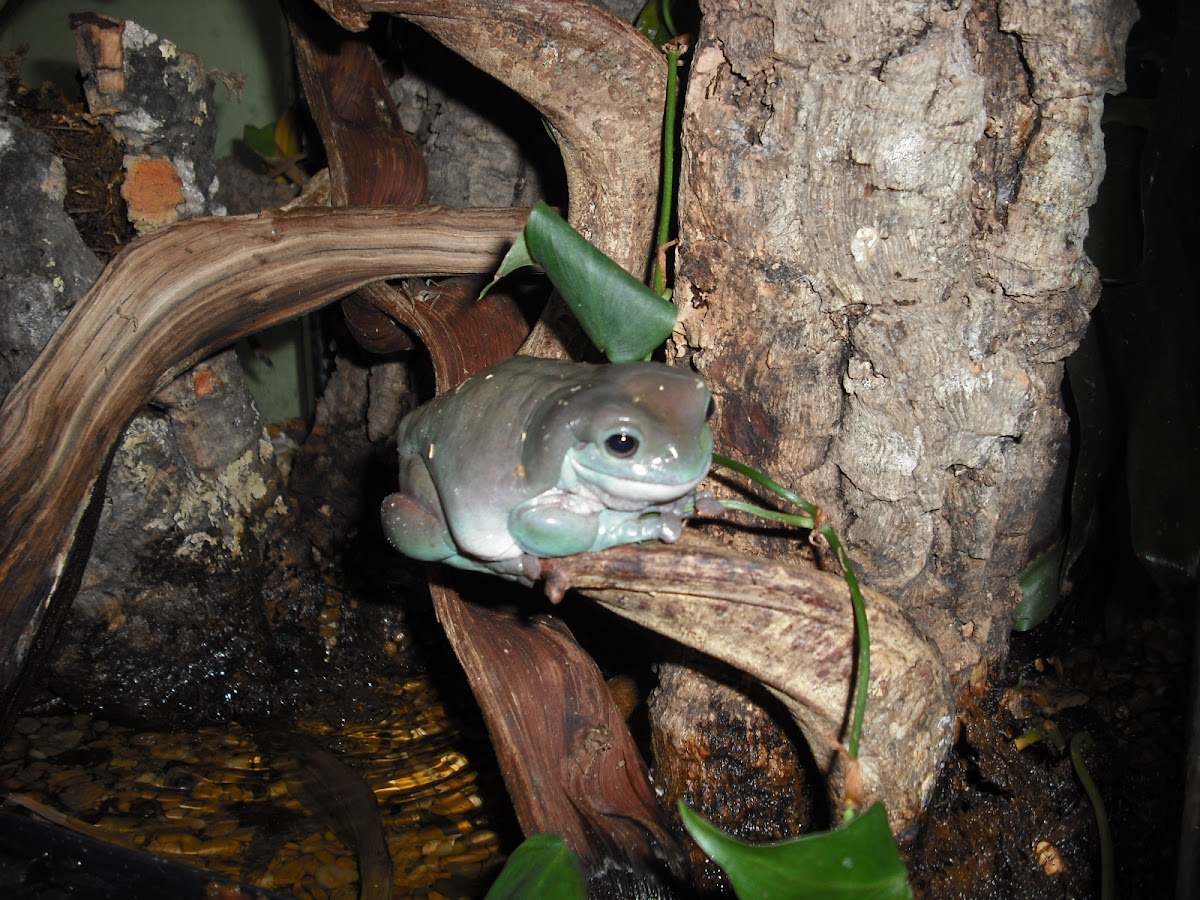 White's Dumpy Tree Frog | Project Noah