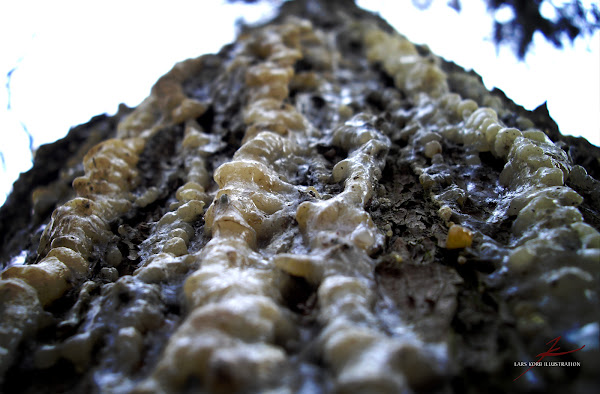 Norway Spruce, resin | Project Noah