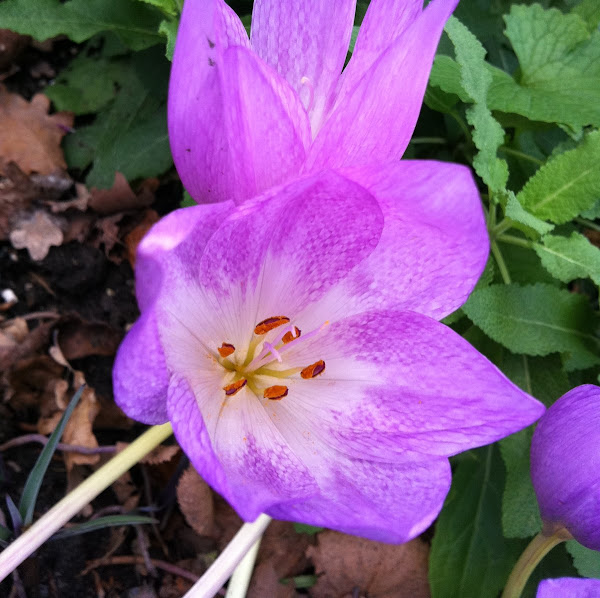 Autumn Crocus | Project Noah