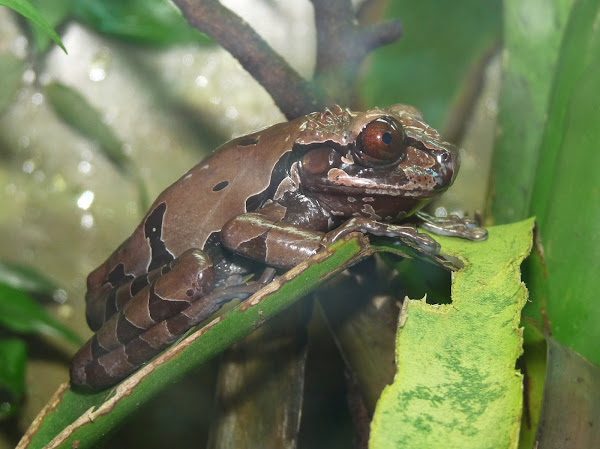 Coronated Tree Frog | Project Noah