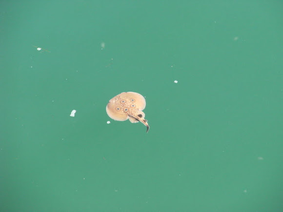 Common torpedo | Project Noah