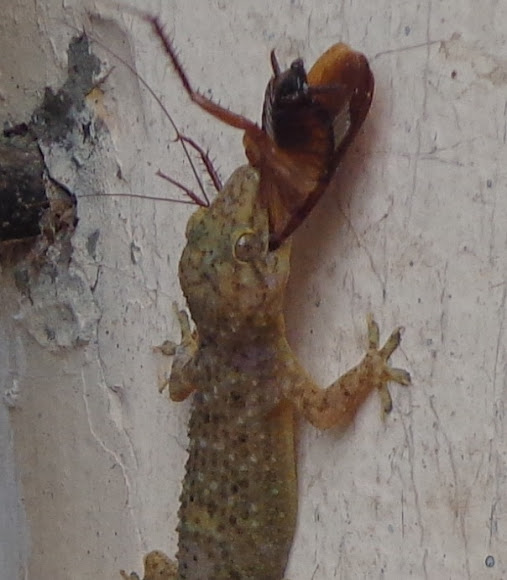 Common House Gecko | Project Noah