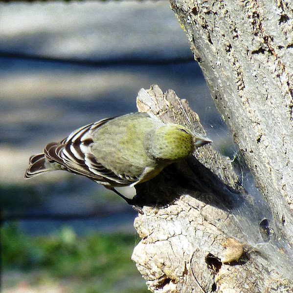 Lesser Gold Finch | Project Noah