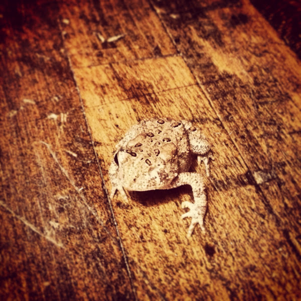 One eyed toad | Project Noah