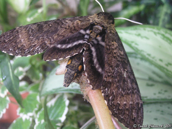 Carolina Sphinx moth | Project Noah