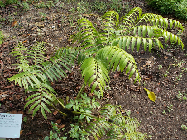 Elephant Fern | Project Noah