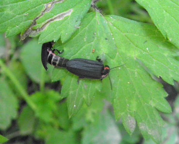 Dirunal fireflies mating | Project Noah