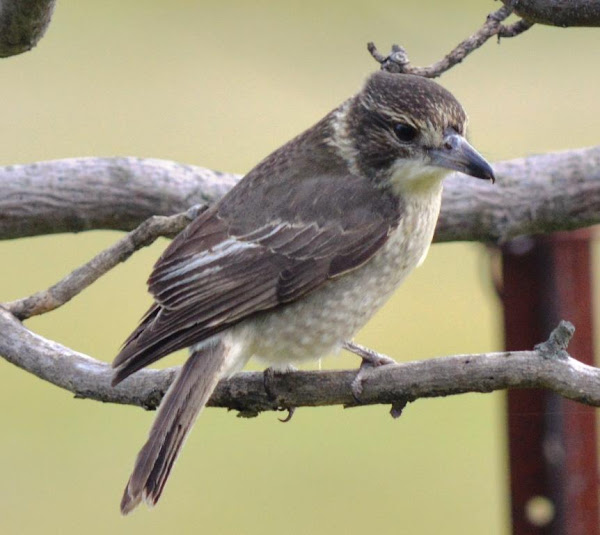 Grey Butcher Bird (Juvenile) | Project Noah