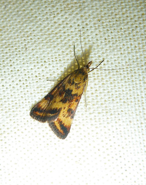 Pyrausta Moth | Project Noah