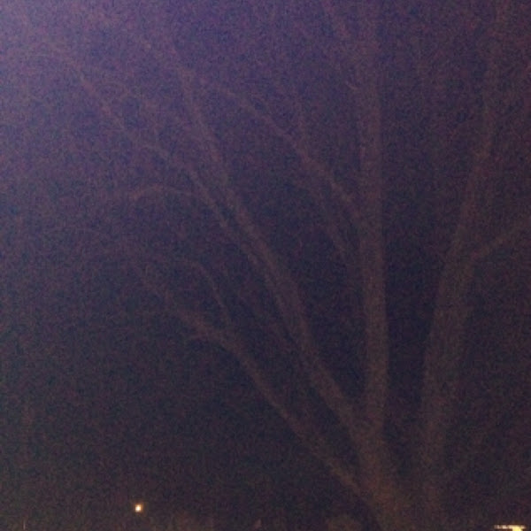 Silver maple | Project Noah