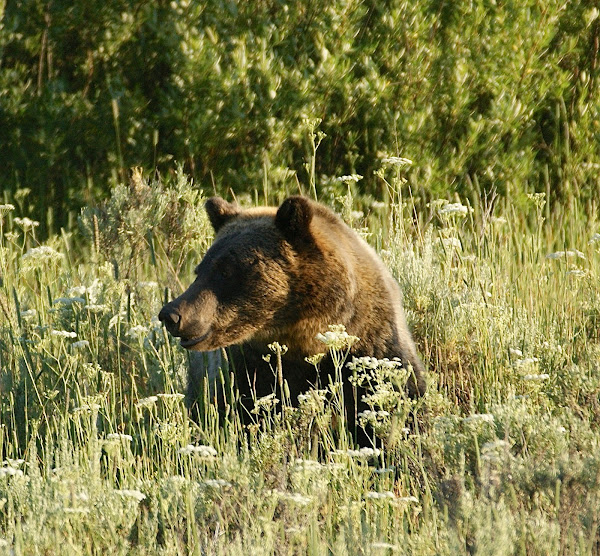 Grizzly bear | Project Noah