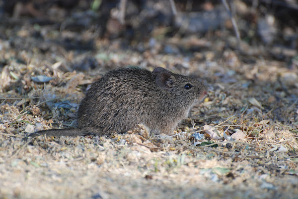 Arizona Cotton Rat | Project Noah