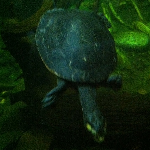 Giant snake-necked Turtle | Project Noah