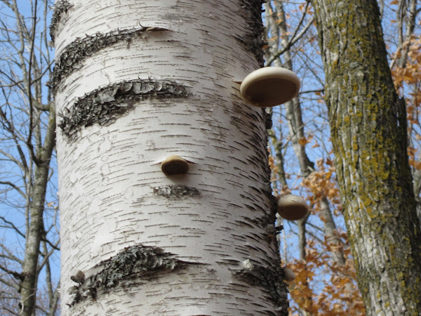 Birch Tinder Polypore | Project Noah