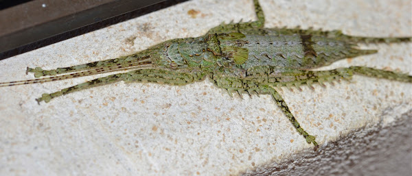 Stick Insect | Project Noah