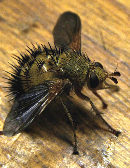 Hedgehog fly | Project Noah