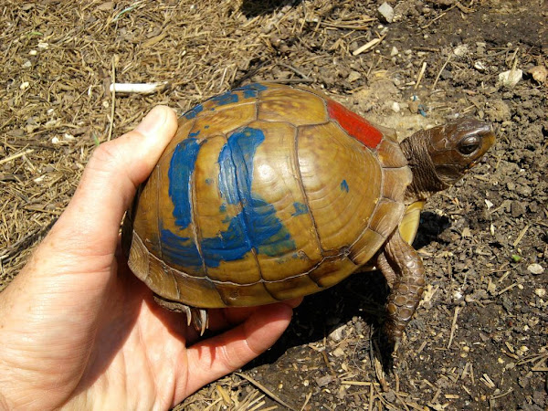 Three-toed box turtle (female) | Project Noah