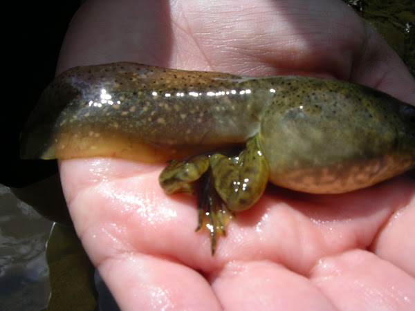 Bullfrog tadpole | Project Noah