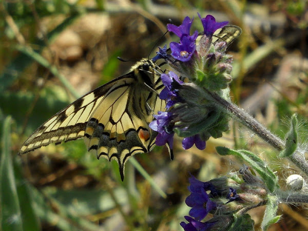 Yellow Swallowtail butterfly | Project Noah