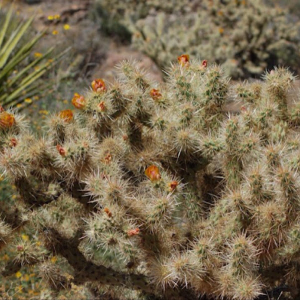 Buckhorn Cholla | Project Noah