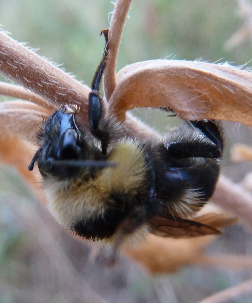 Small Heath Bumblebee | Project Noah