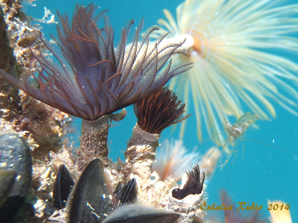 Tubeworm. Gusano tubícola | Project Noah