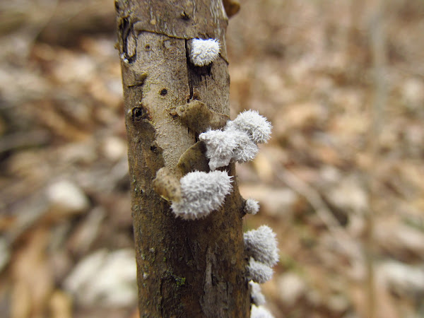 Split Gill | Project Noah