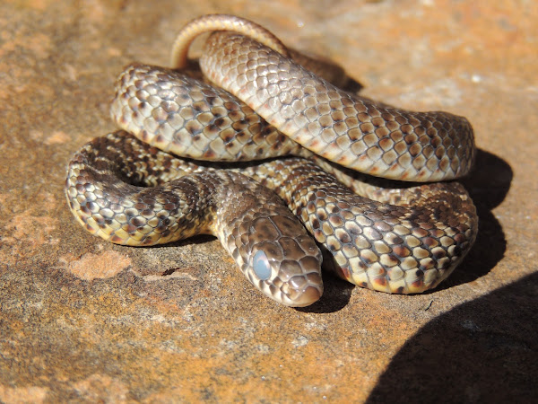 Eastern Yellow-Bellied Racer | Project Noah