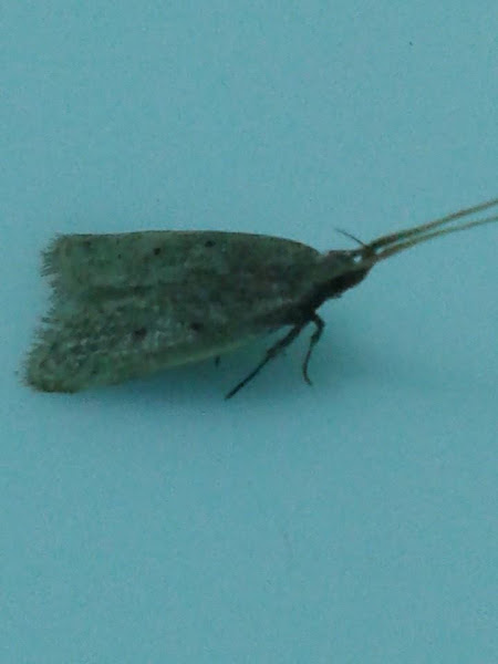 Garden Tortrix moth | Project Noah