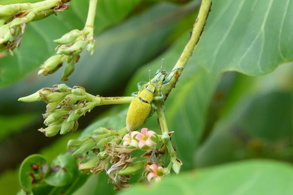 Golden Glitter/Gold Dust Weevil | Project Noah