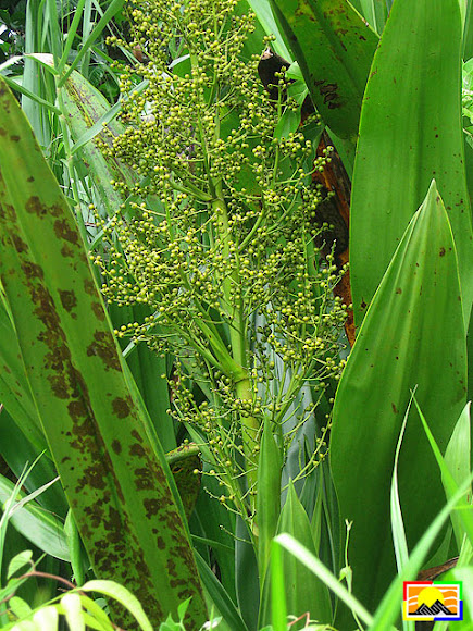 Aquatic plant | Project Noah