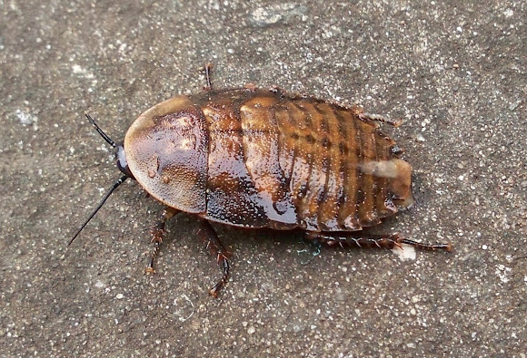 Wild cockroach | Project Noah