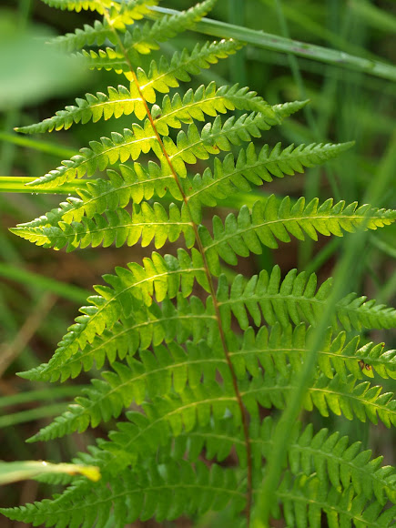 Marsh fern | Project Noah