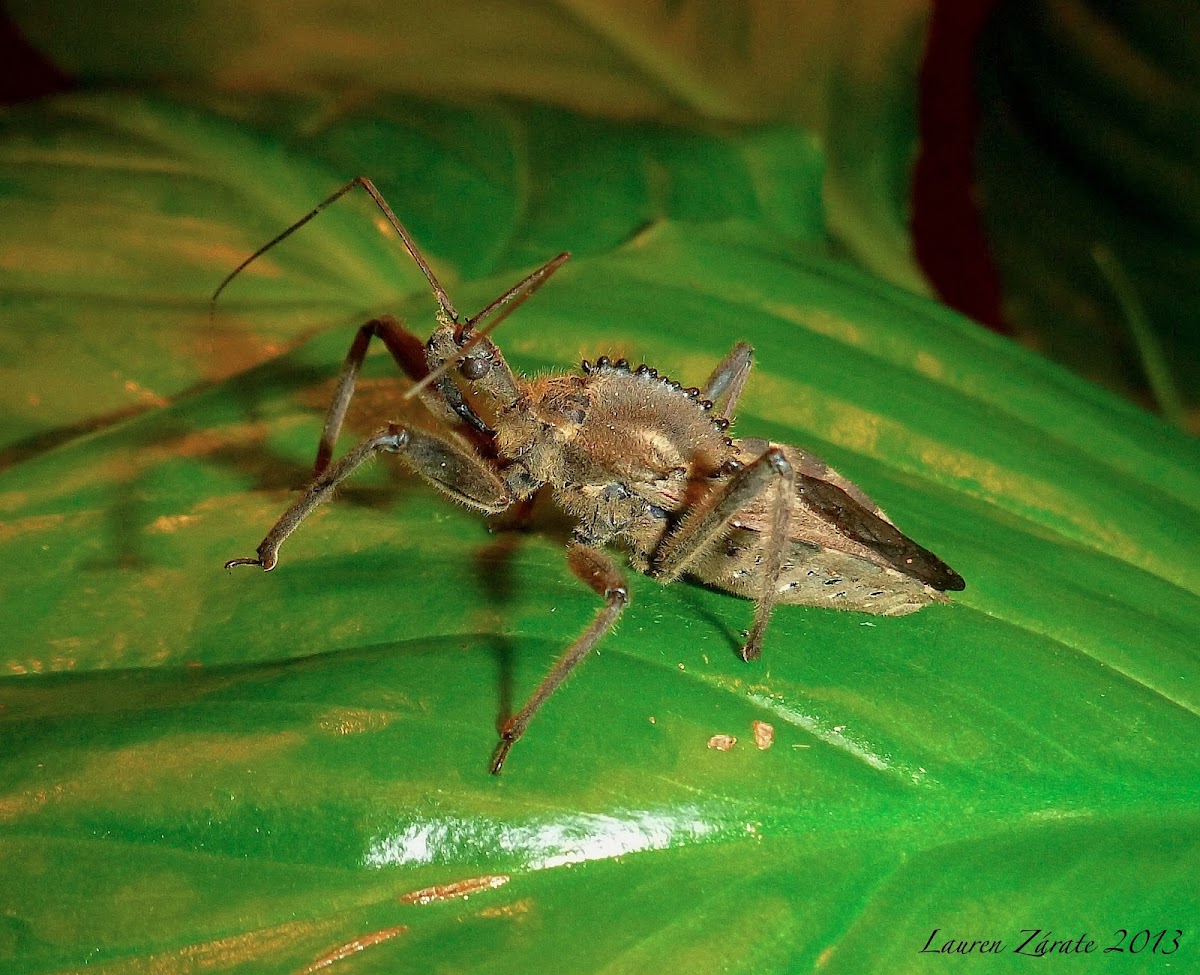 Wheel Bug | Project Noah