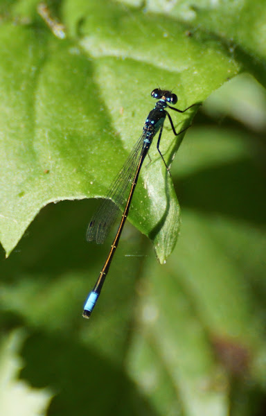 Pacific Forktail | Project Noah