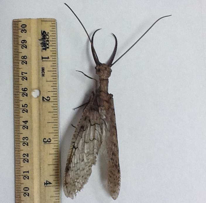 Male Eastern Dobsonfly | Project Noah