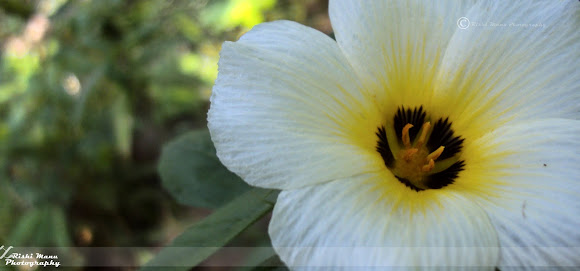 White Butter Cup | Project Noah