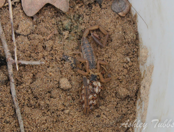 Striped Bark Scorpion with babies | Project Noah