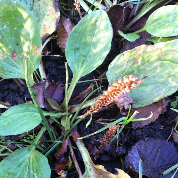 Grote weegbree | Project Noah