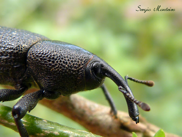 Giant black weevil | Project Noah