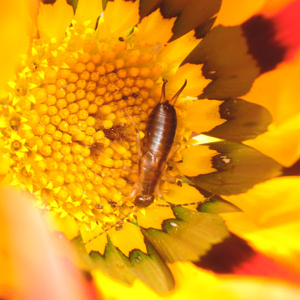 European Earwig | Project Noah