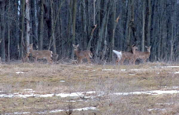 White-tailed Deer | Project Noah