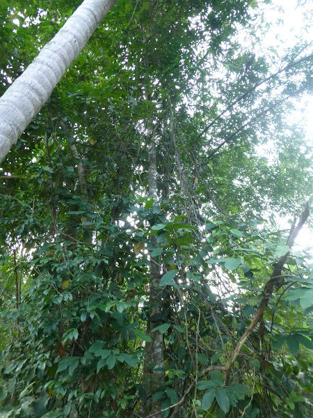 Fissistigma rubiginosum | Project Noah