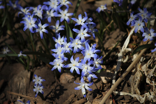 Snow Angel Coral Bells | Project Noah