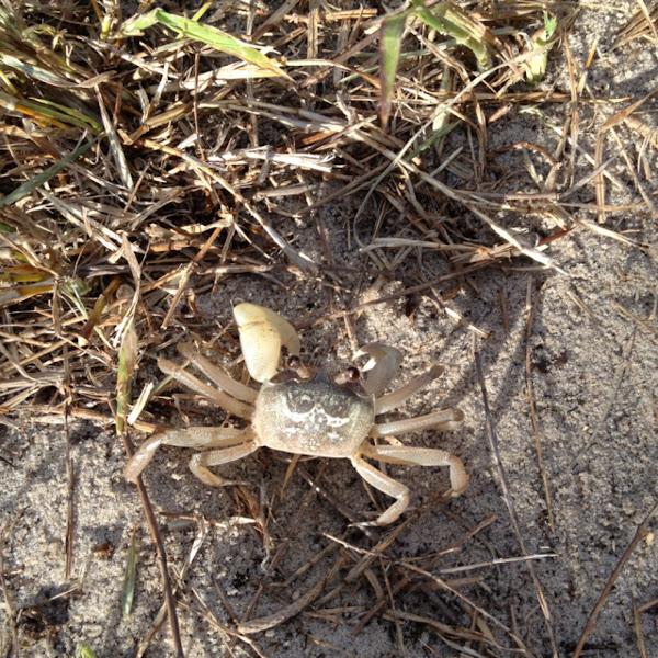 Spotting | Project Noah