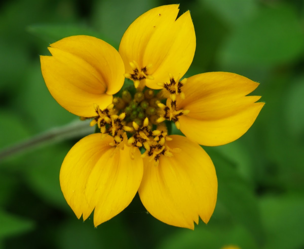 Mozote amarillo | Project Noah