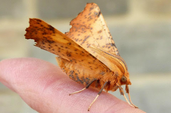 Maple Spanworm Moth | Project Noah