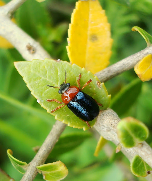 Gastrophysa polygoni | Project Noah