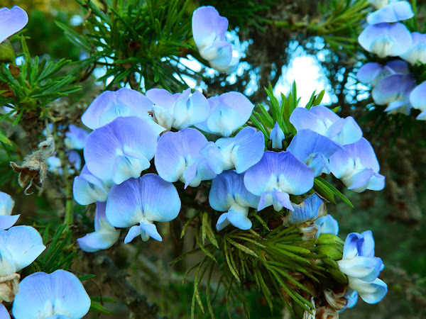 Fountain bush | Project Noah