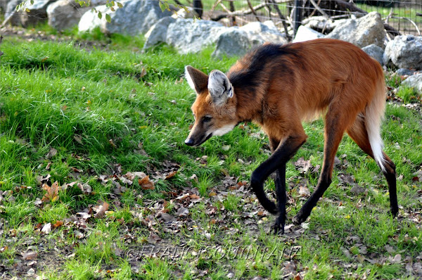Maned Wolf | Project Noah